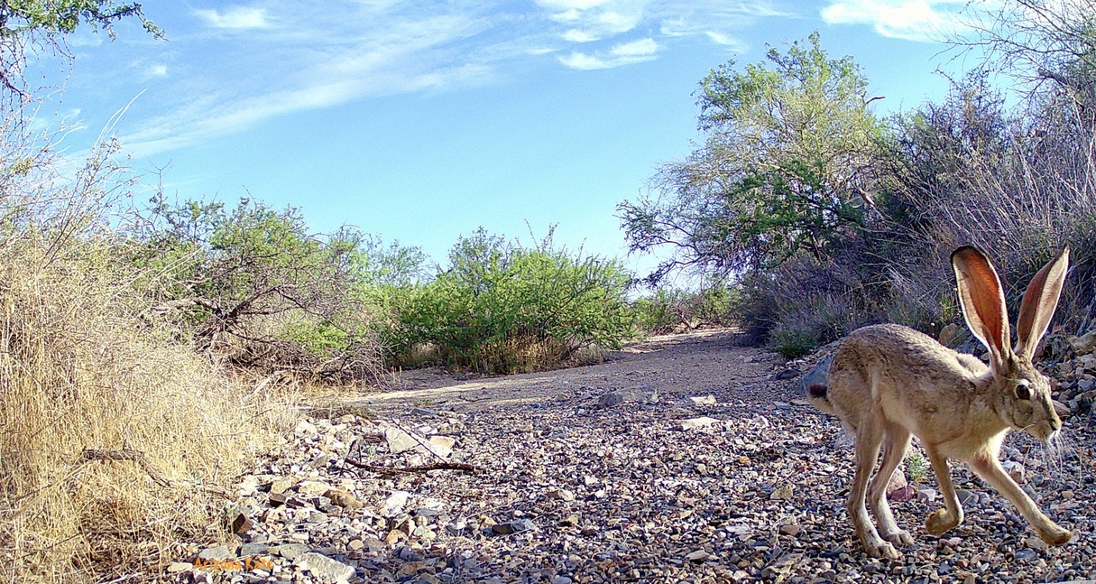 Wile E. Coyote Lives in Arizona! | Arizona Kate